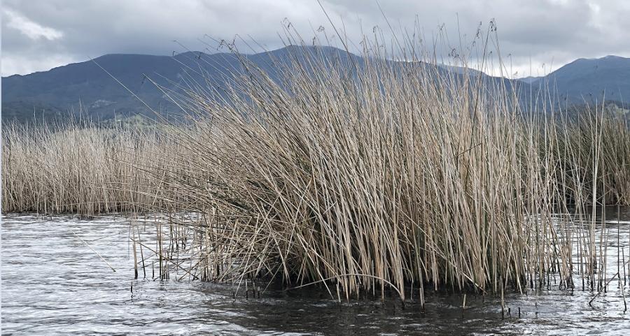 Laguna La Cocha, muerte de la planta la totora